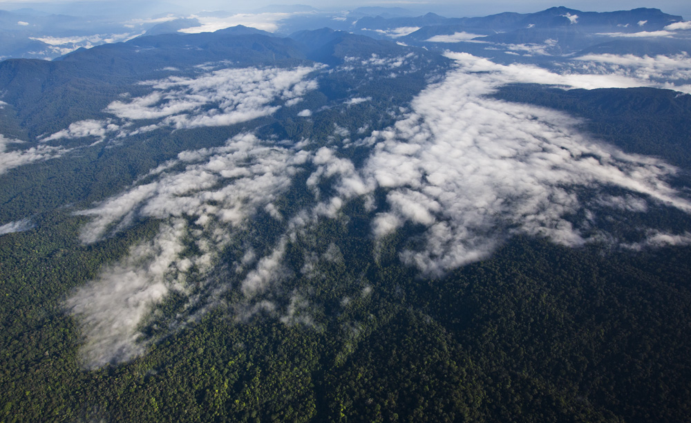 New data analysis shows dramatic forest loss in Sumatra’s Leuser ...